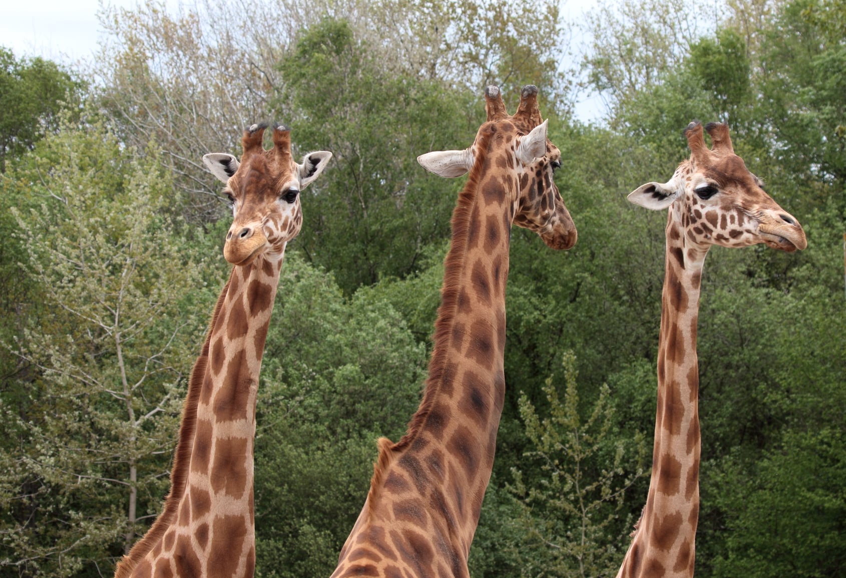 Zoo de Jurques - Normandie