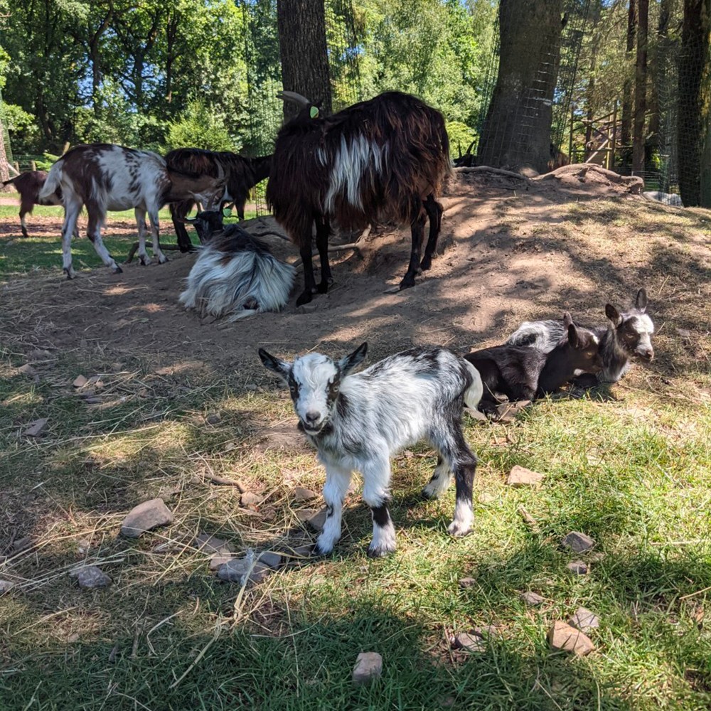 Mini-Ferme 🐐 Le Parc Des Chèvres