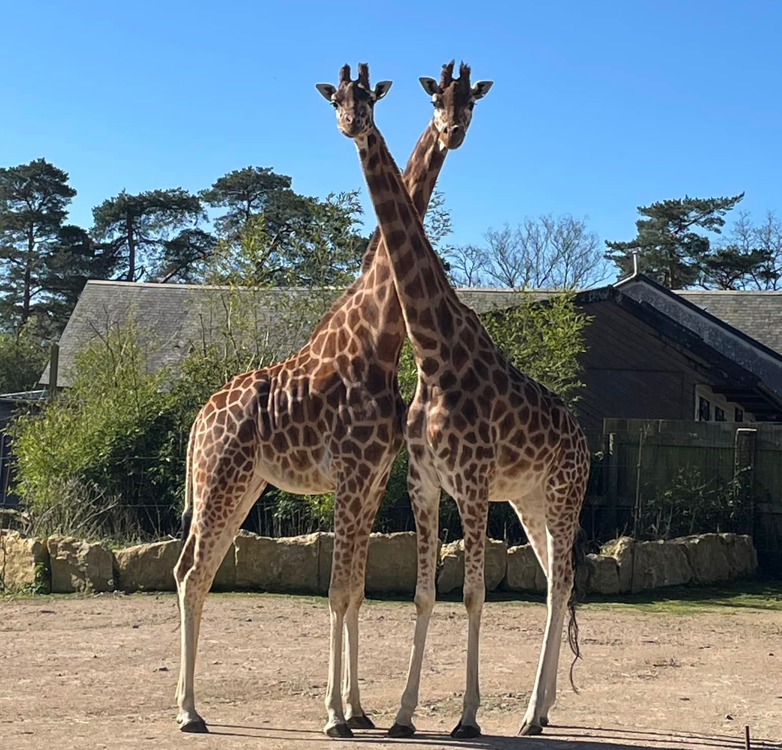 Home • Zoo de Jurques