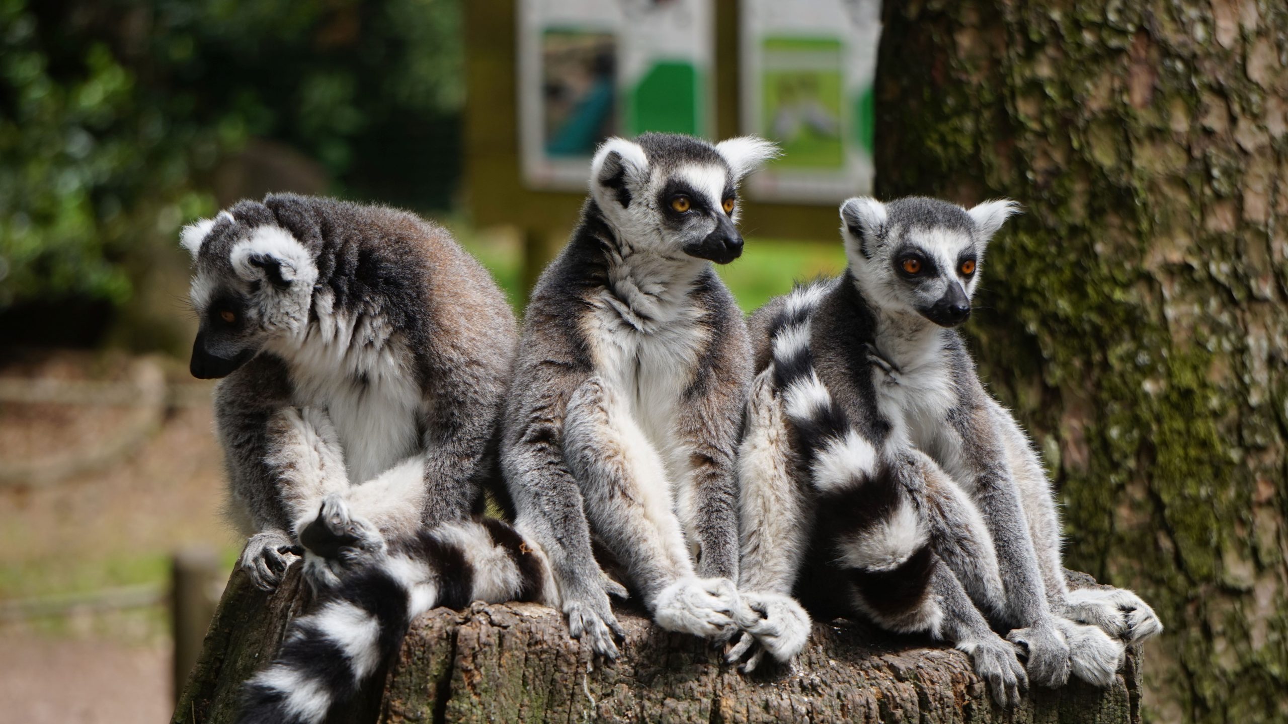 Home • Zoo de Jurques