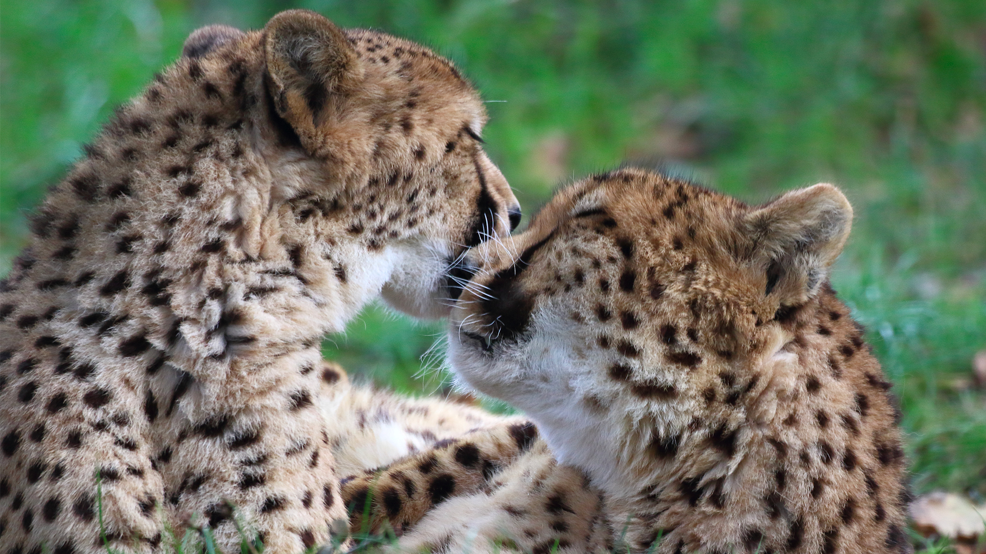 Zoo de Jurques, Normandie