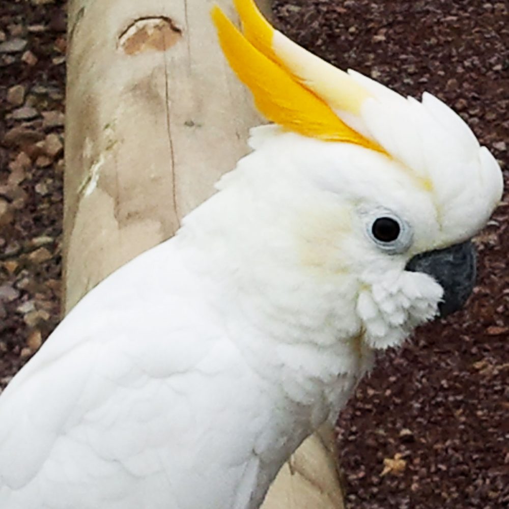 CACATOÈS BLANC • Zoo de Jurques