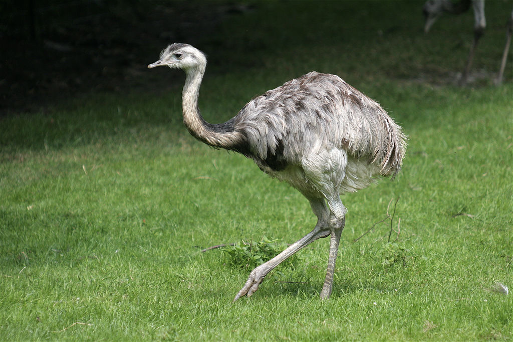 Nandou - Mode de vie et alimentation
