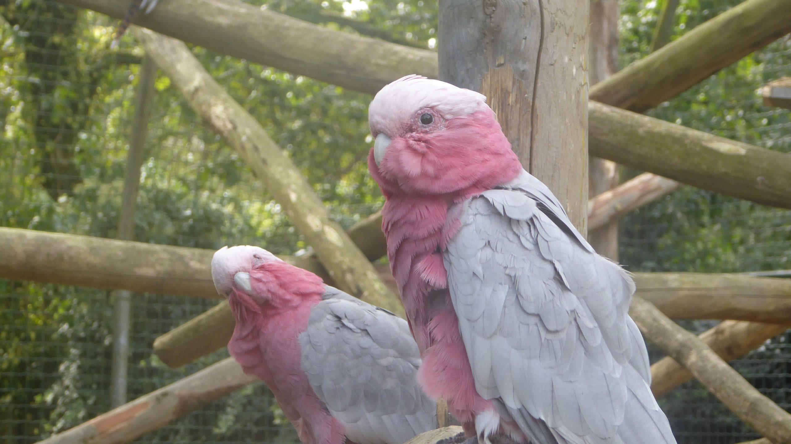 Cacatoès rosalbin - Mode de vie et alimentation