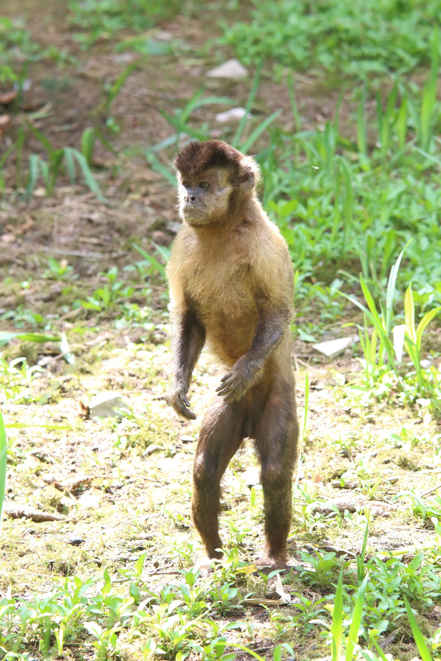 Capucin - Mode de vie et alimentation