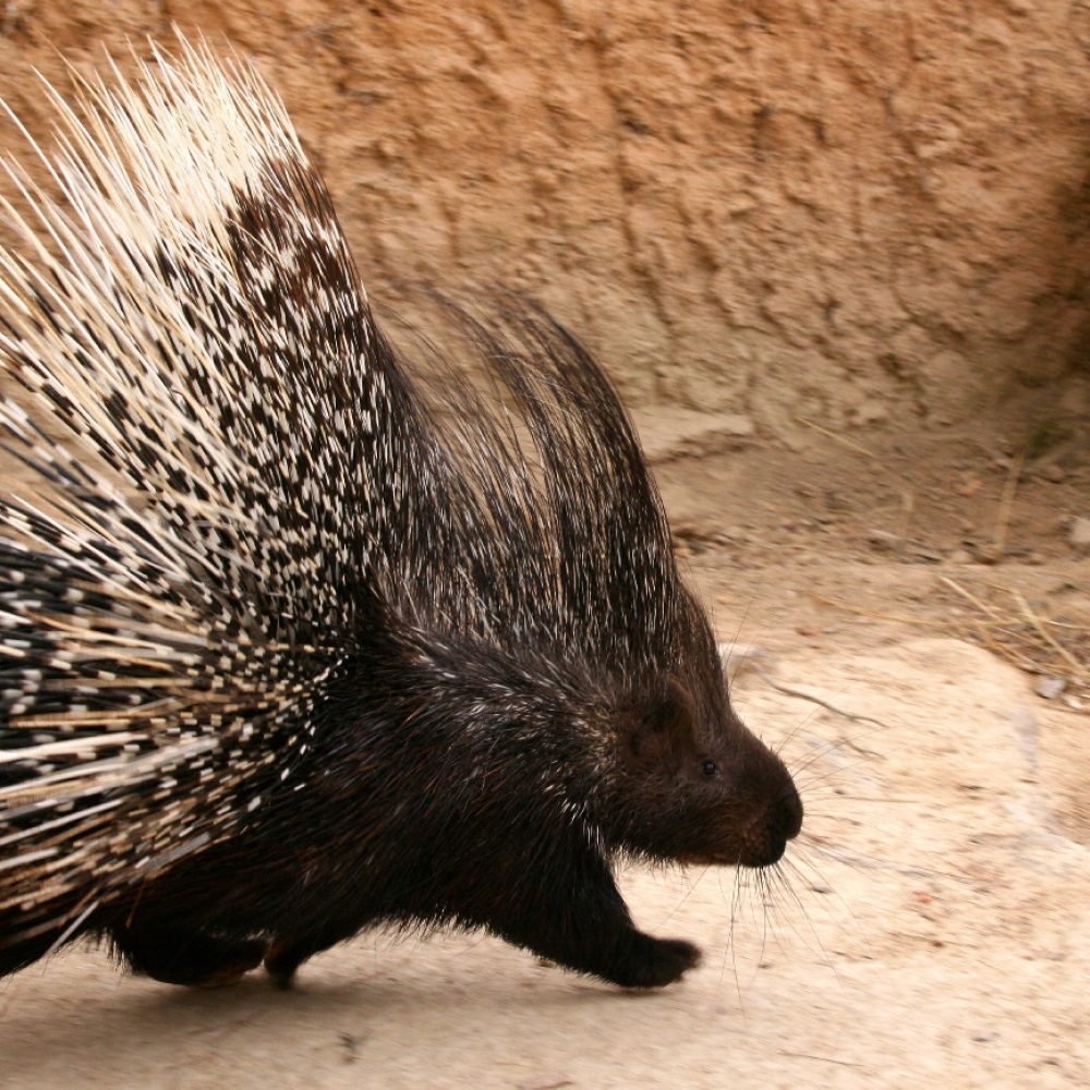 PORC-ÉPIC À CRÊTE • Zoo de Jurques