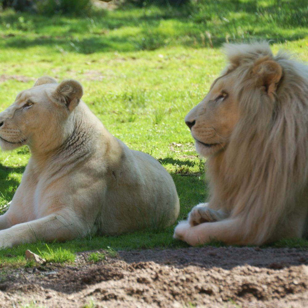 LION BLANC • Zoo de Jurques