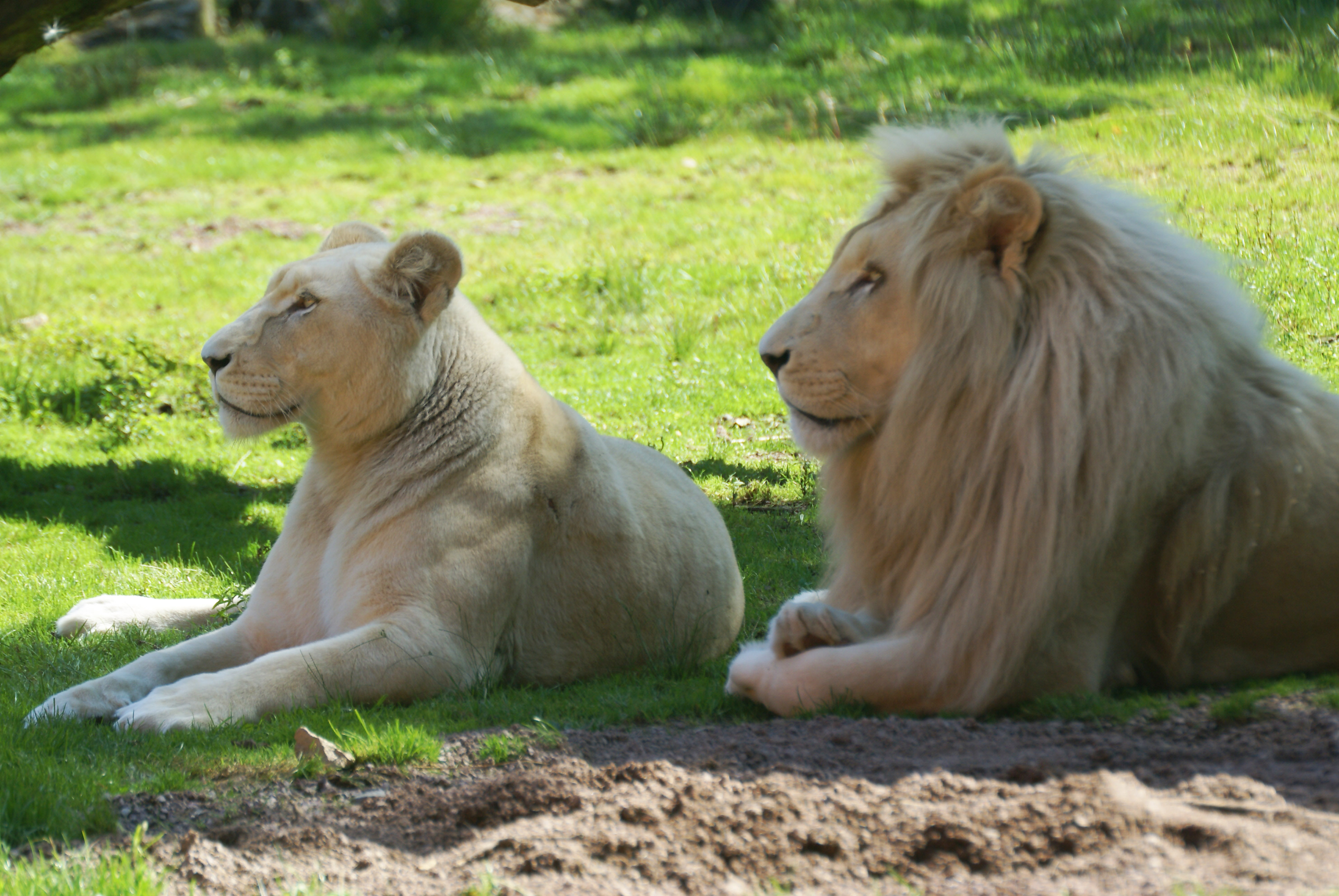 LION BLANC • Zoo de Jurques