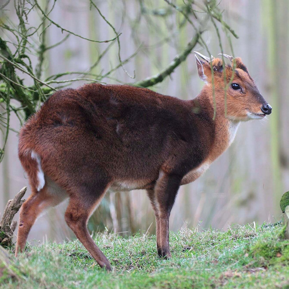 Muntjac de Reeves - Mode de vie et alimentation