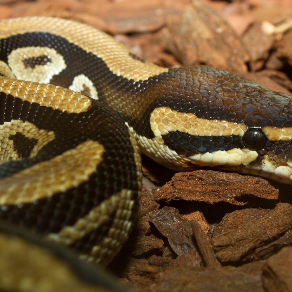 PYTHON ROYAL • Zoo de Jurques