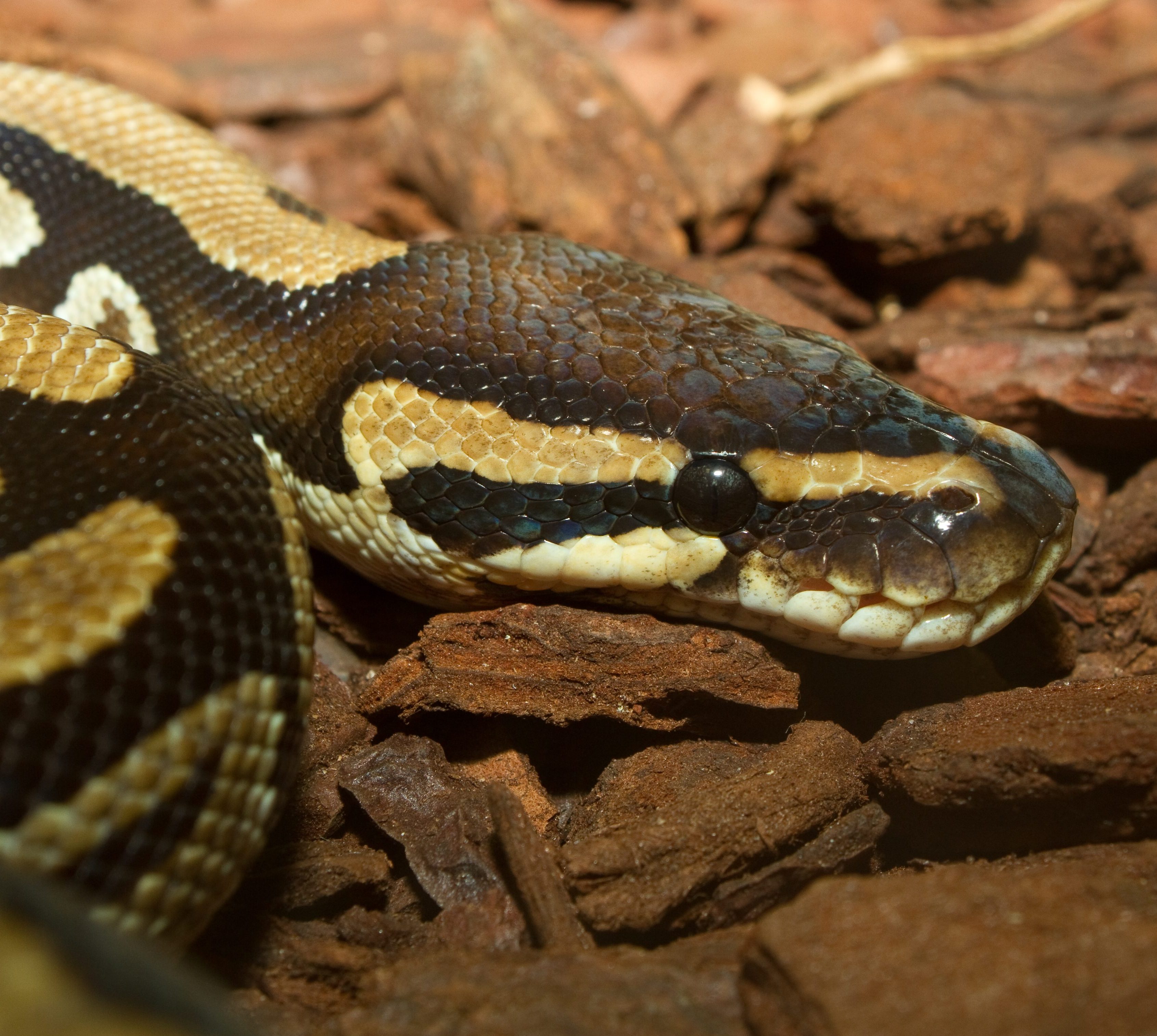 Python royal - Mode de vie et alimentation