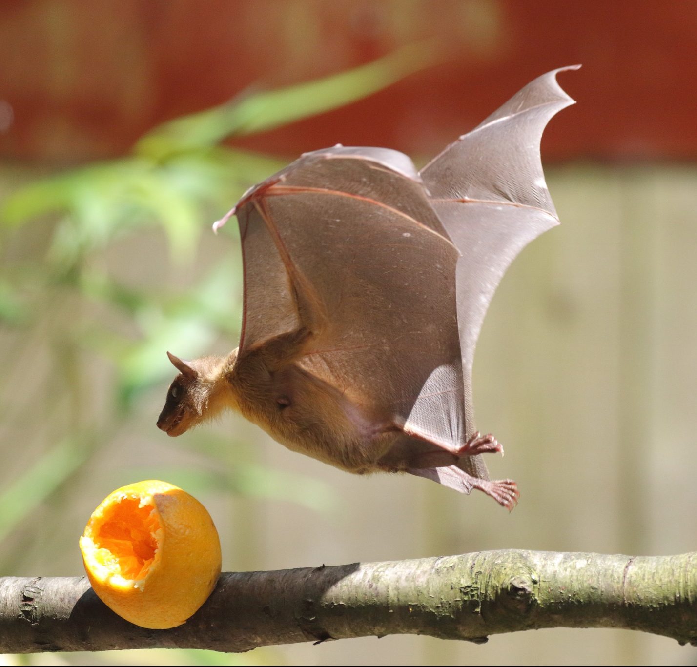 Roussette d'Egypte - Mode de vie et alimentation