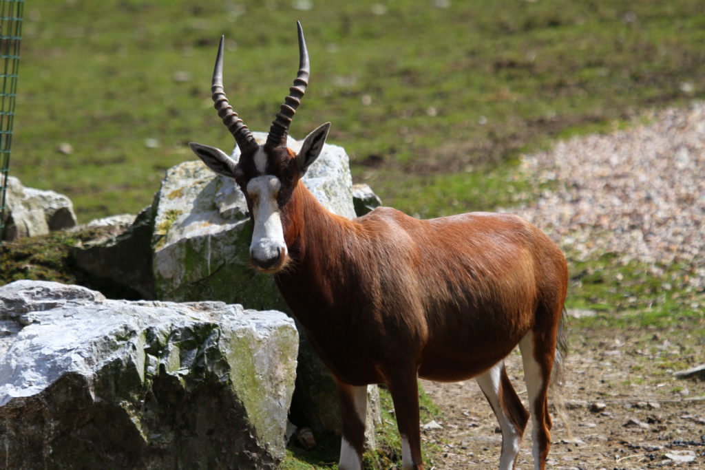 Damalisque à front blanc - Mode de vie et alimentation