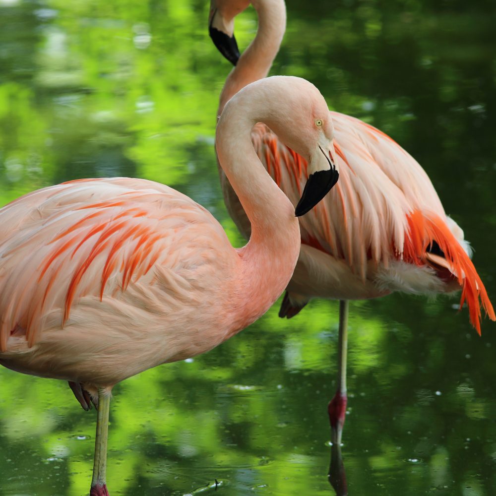 FLAMANT DU CHILI • Zoo de Jurques