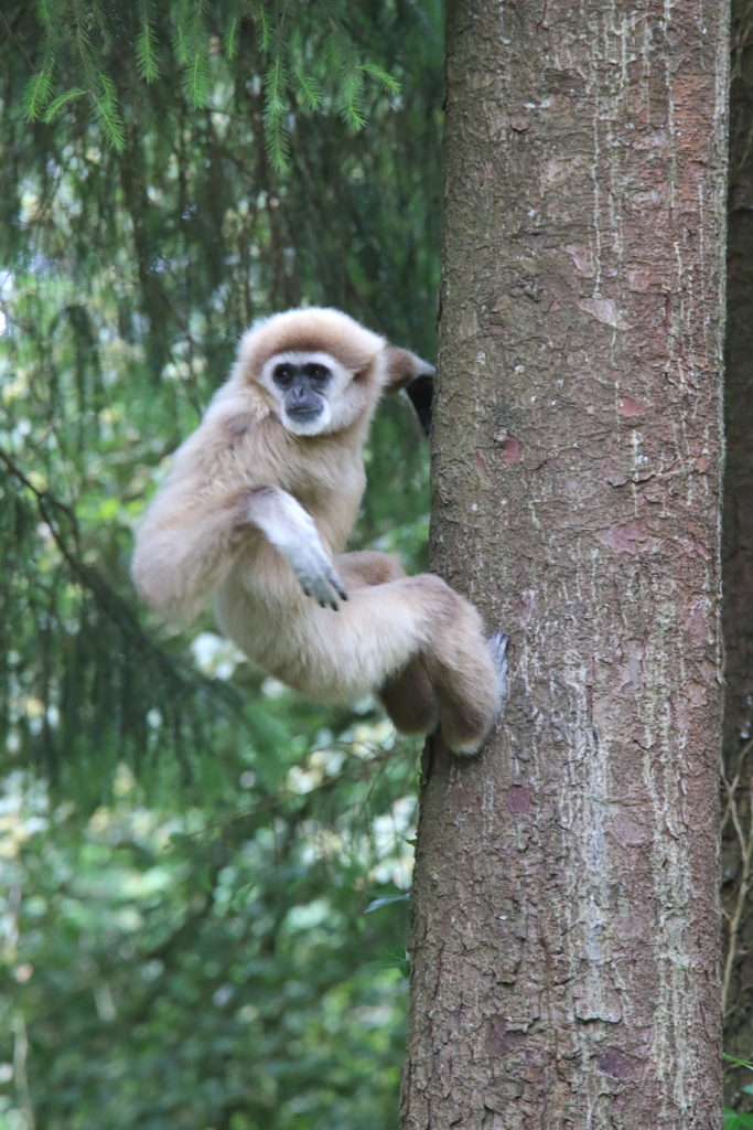 GIBBON À MAINS BLANCHES • Zoo de Jurques