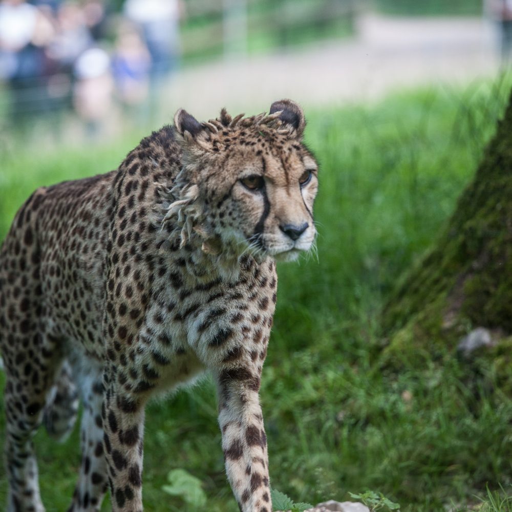 GU PARD Zoo De Jurques gu-pard-zoo-de-jurques