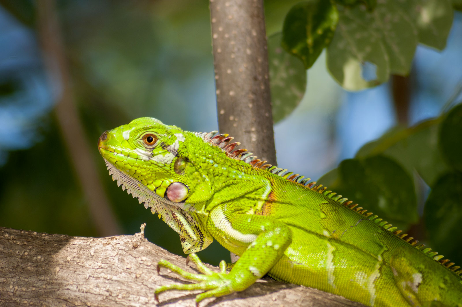 Iguane vert - Mode de vie et alimentation