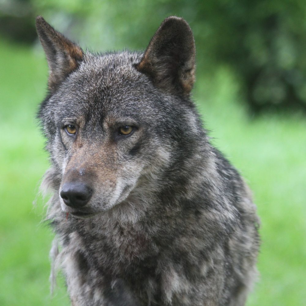 LOUP • Zoo de Jurques