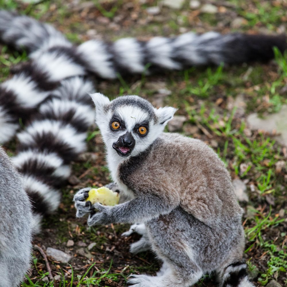 MAKI CATTA • Zoo de Jurques