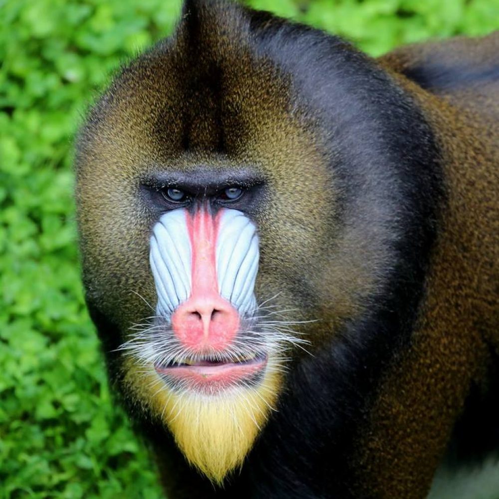 MANDRILL • Zoo de Jurques