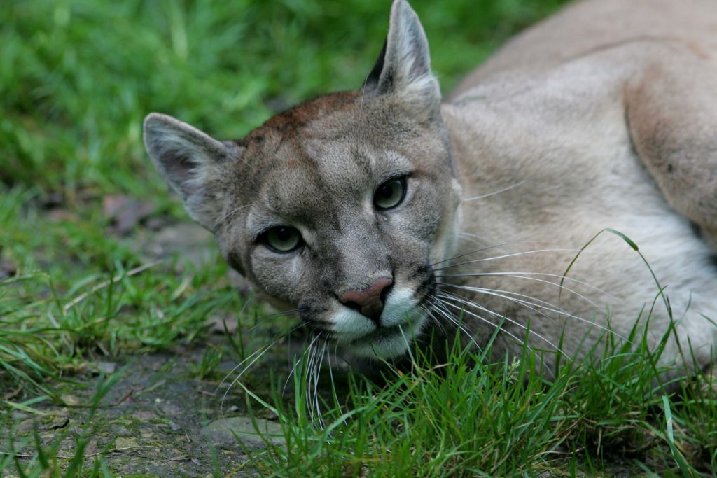 PUMA • Zoo de Jurques
