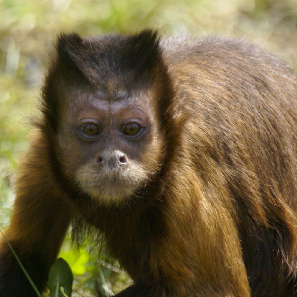 CAPUCIN • Zoo de Jurques