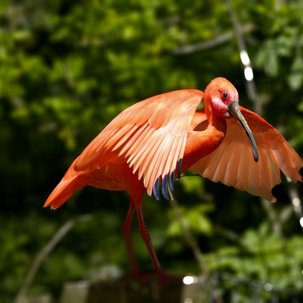 IBIS ROUGE • Zoo de Jurques