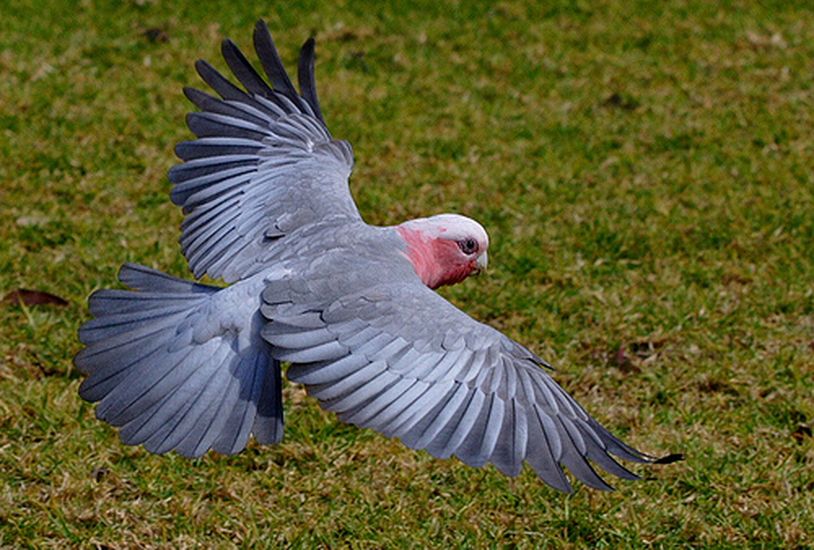 CACATOÈS ROSALBIN • Zoo de Jurques