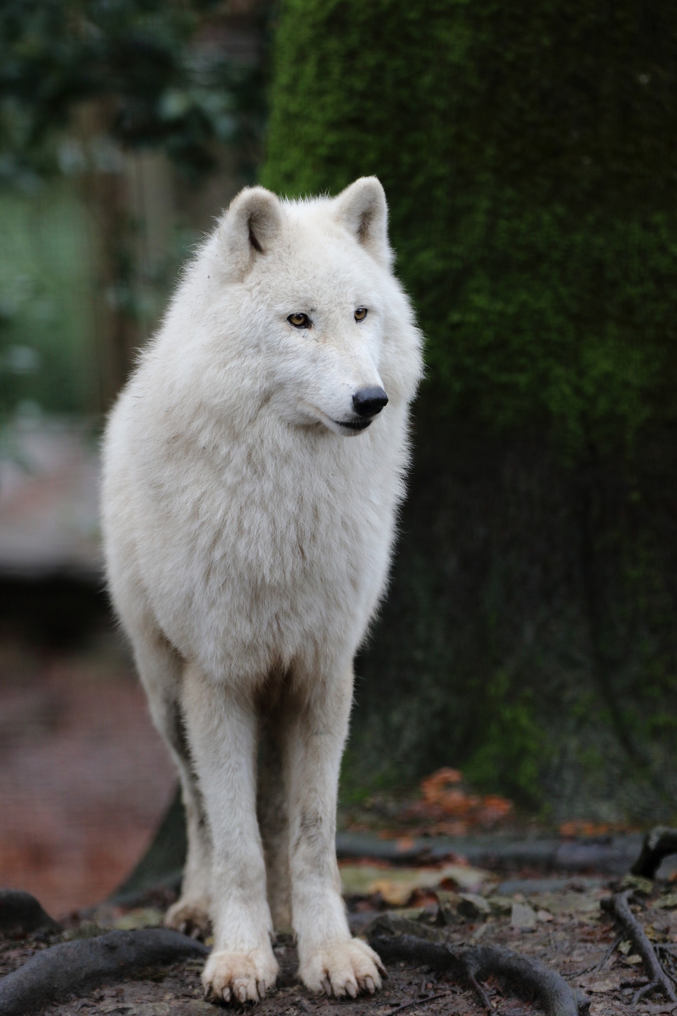 Chasse Au Loup Arctique Le Loup Arctique Du Parc Zoologique CERZA,