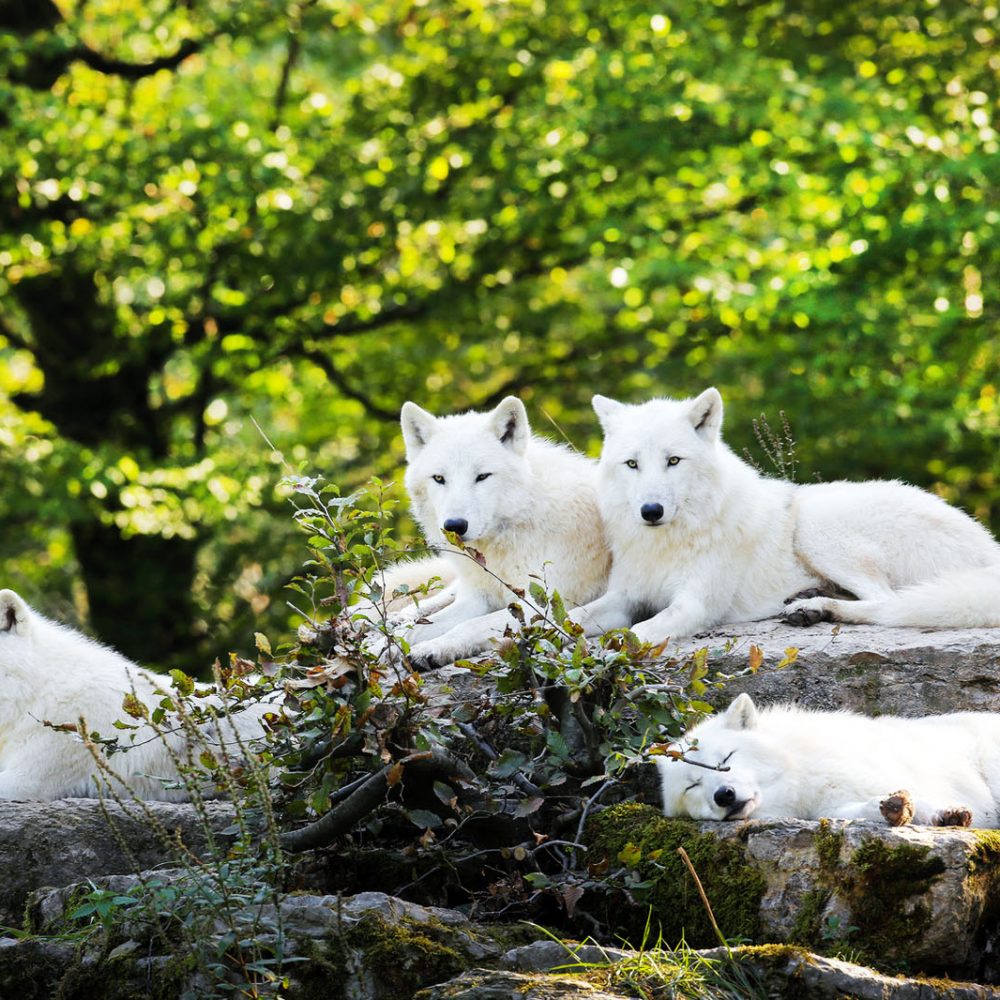 LOUP ARCTIQUE • Zoo de Jurques