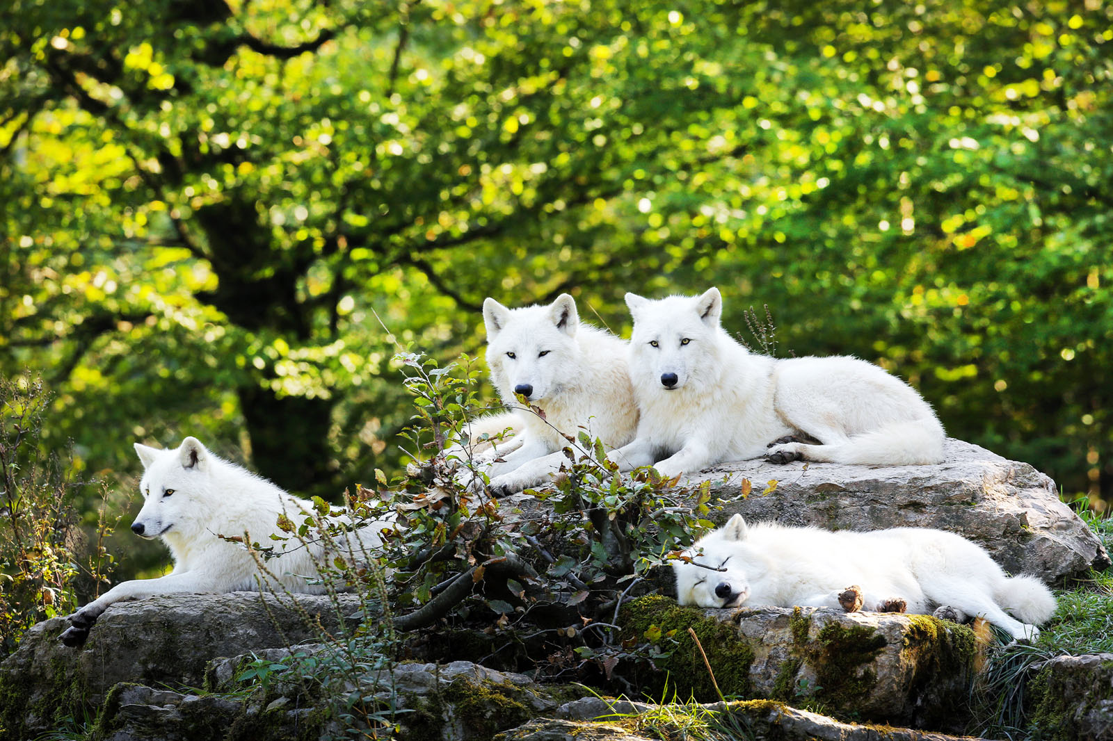 LOUP ARCTIQUE • Zoo de Jurques