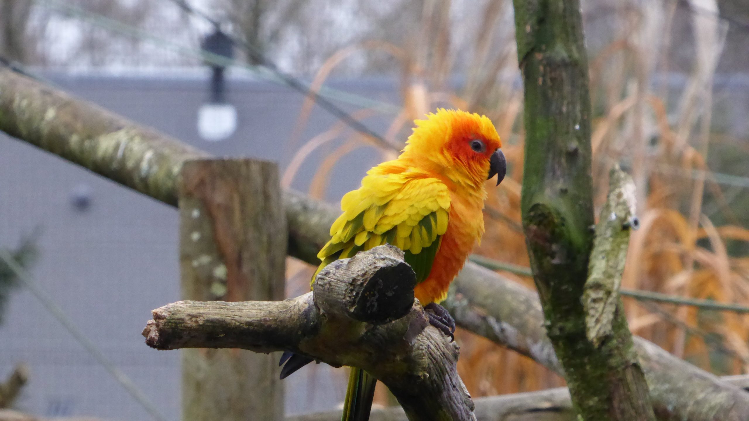 Conure soleil - Mode de vie et alimentation