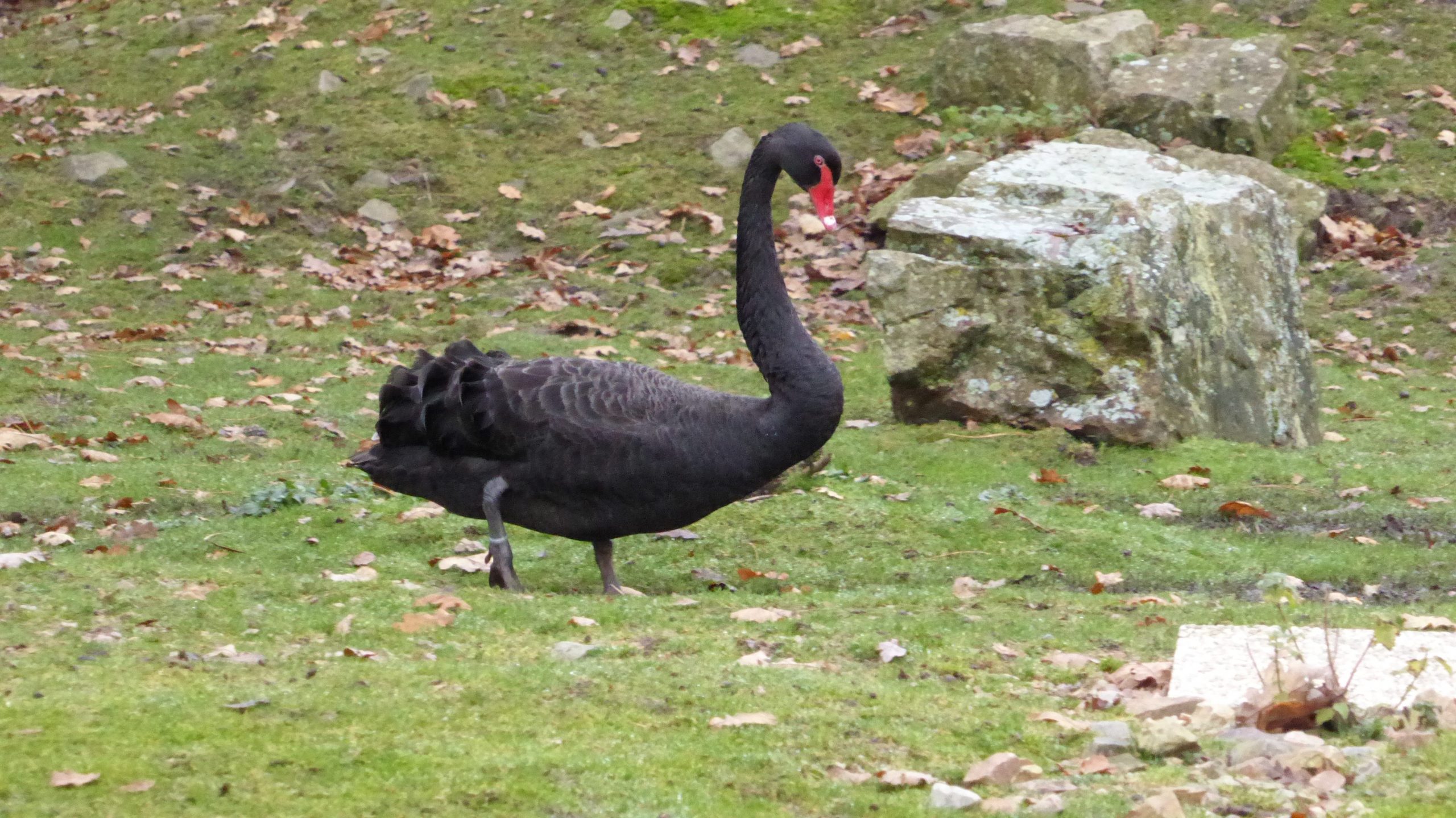 Cygne noir - Mode de vie et alimentation