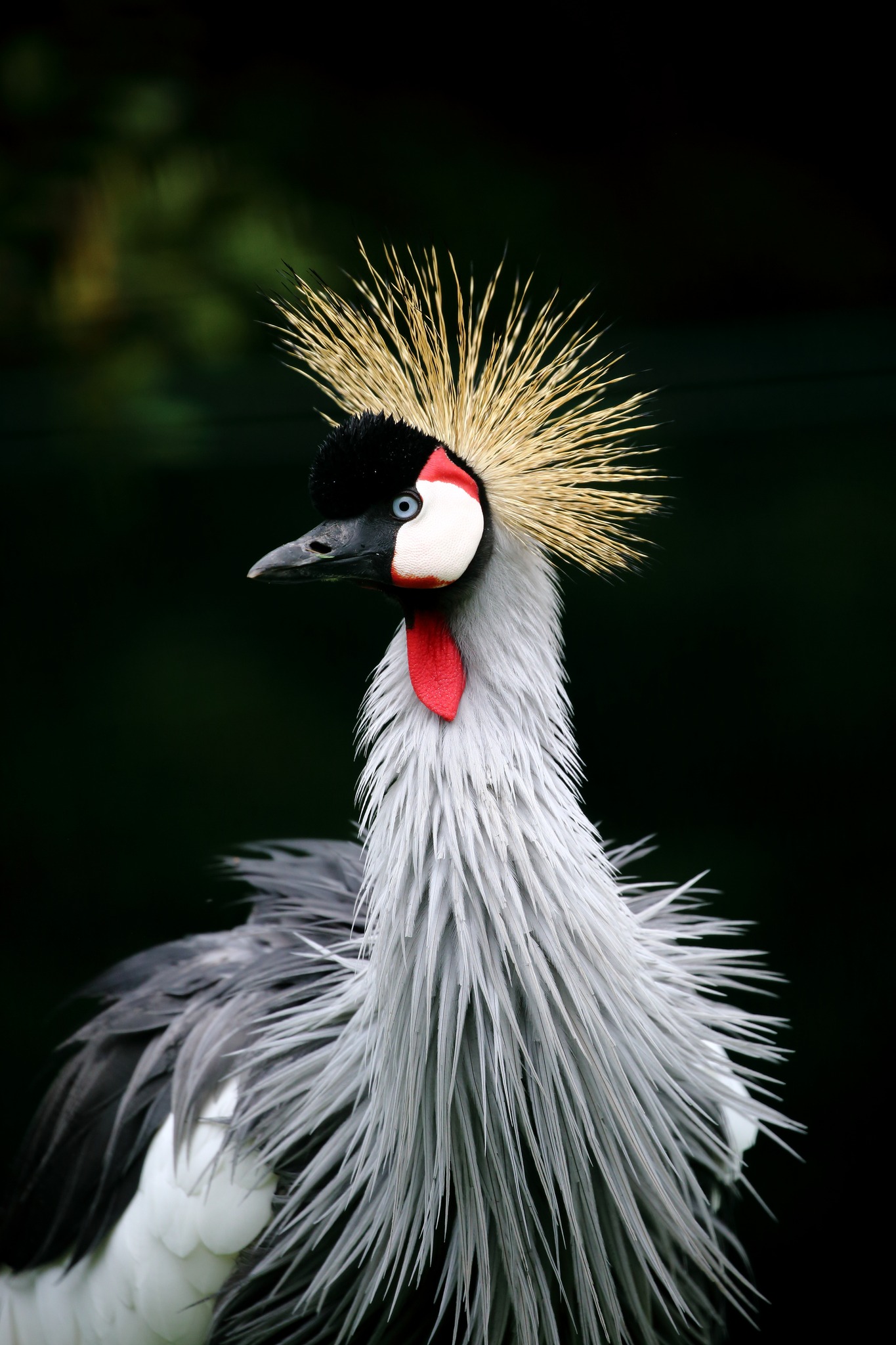 Grue royale - Mode de vie et alimentation