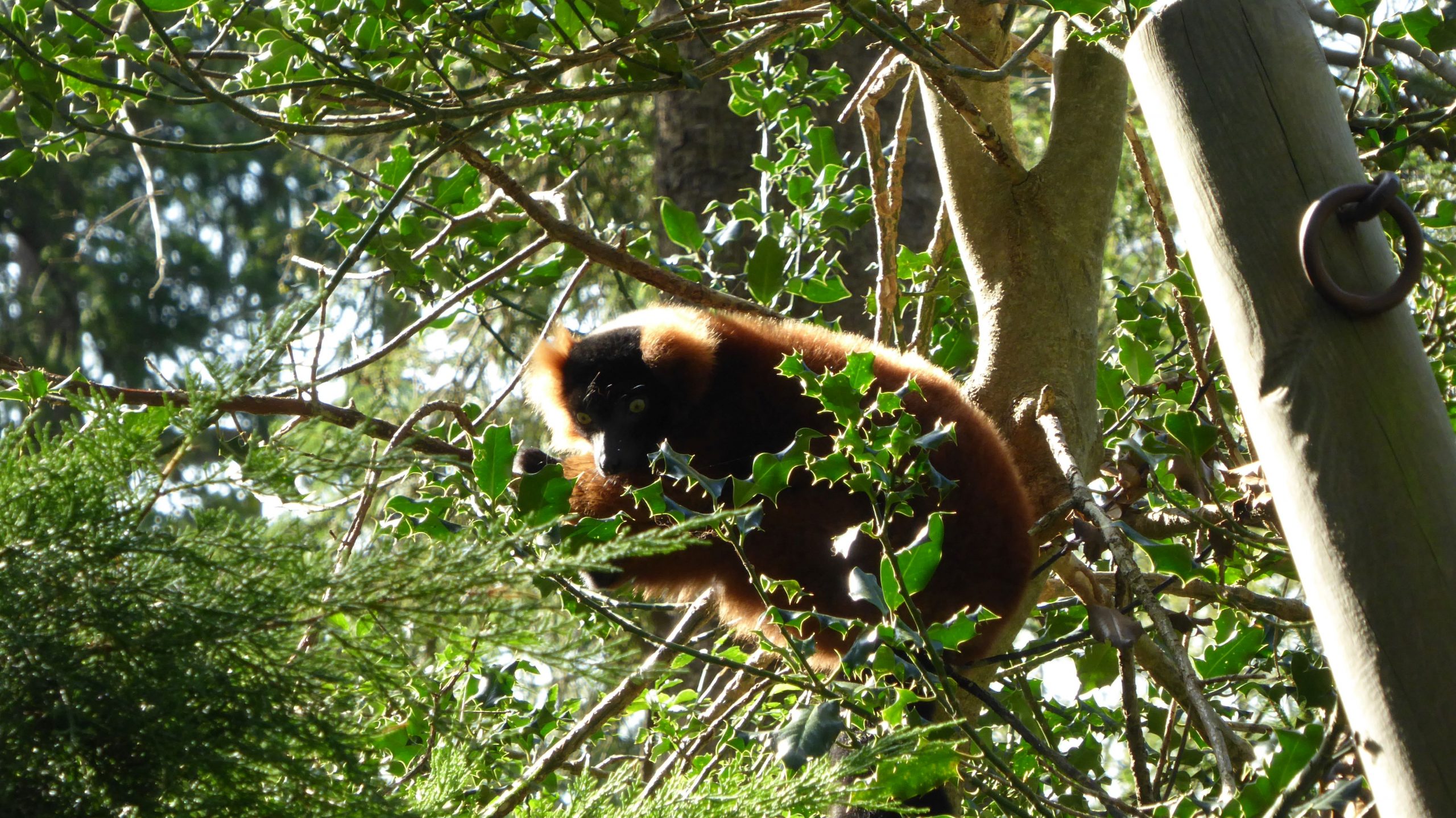 Maki vari roux - Mode de vie et alimentation