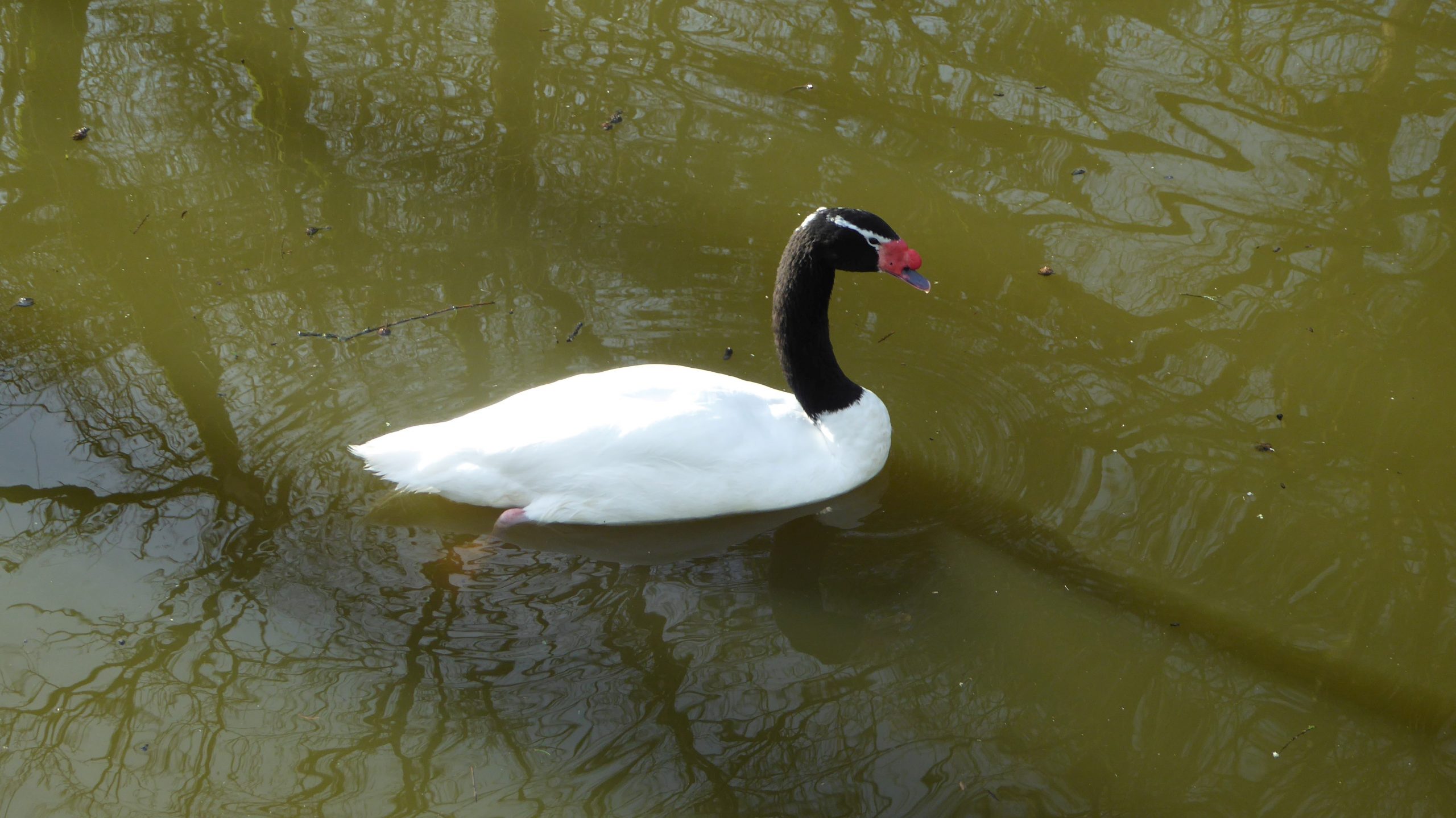 Cygne à cou noir - Mode de vie et alimentation