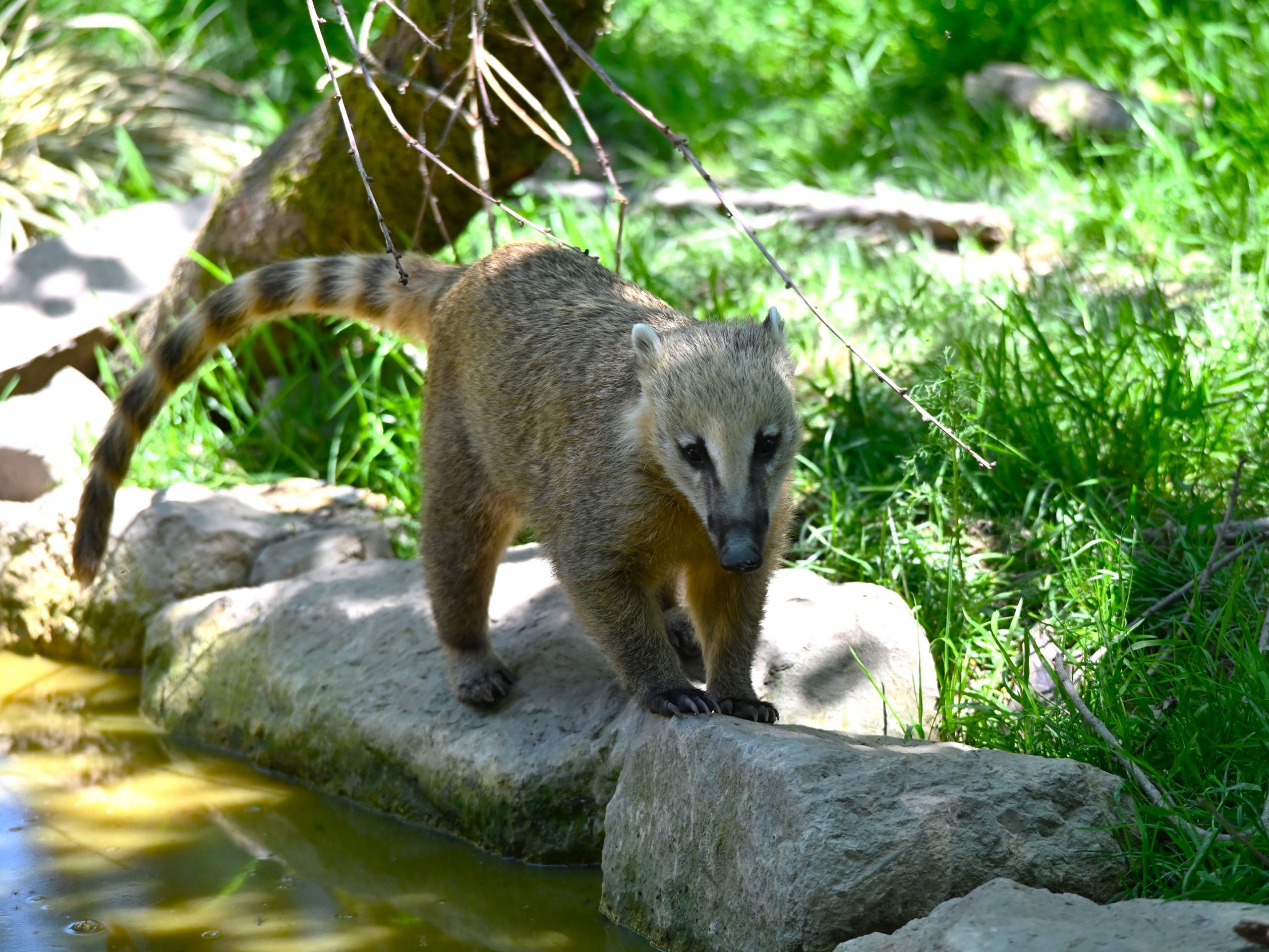Coati roux - Mode de vie et alimentation